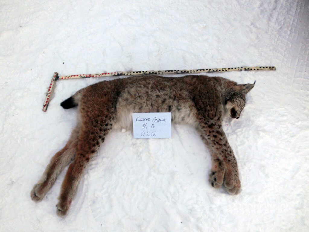 Det kan felles minst to gauper i distriktet - Totens Blad